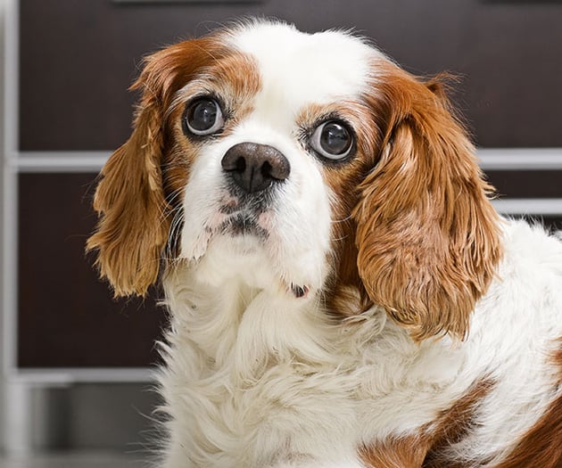 The Dog Days of Summer